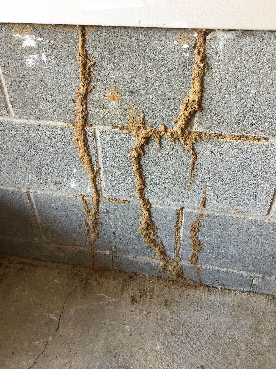 Termite Inspection in Williamsburg, Toano, Yorktown, Gloucester, VA